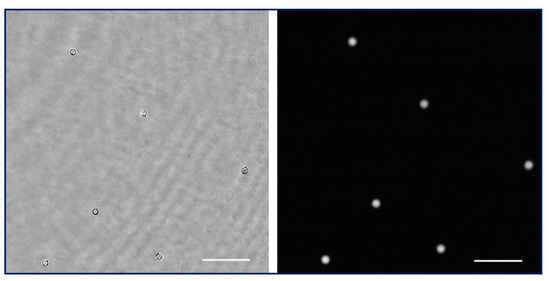 Fluholoscopy—Compact and Simple Platform Combining Fluorescence and ...