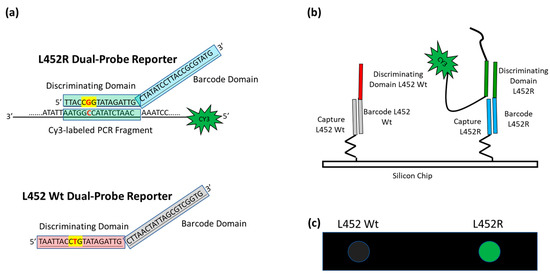 Dual-Domain Reporter Approach for Multiplex Identification of Major ...