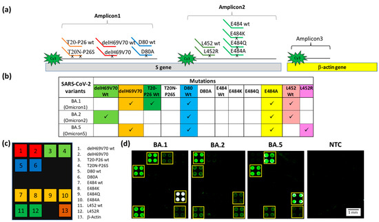 Biosensors | Free Full-Text | Dual-Domain Reporter Approach for ...