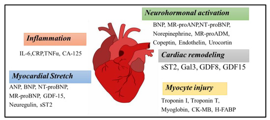 Approaches and Challenges for Biosensors for Acute and Chronic Heart Failure