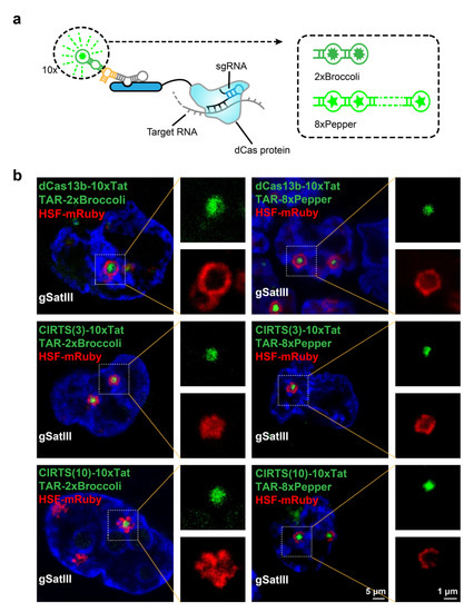 A CRISPR-Cas and Tat Peptide with Fluorescent RNA Aptamer System for ...