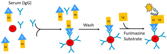 Advancing Luciferase-Based Antibody Immunoassays to Next-Generation Mix ...