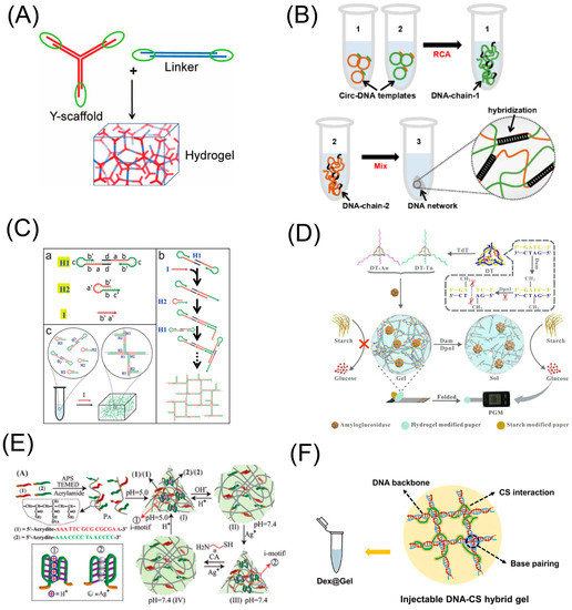 Stimulus-Responsive DNA Hydrogel Biosensors for Food Safety Detection