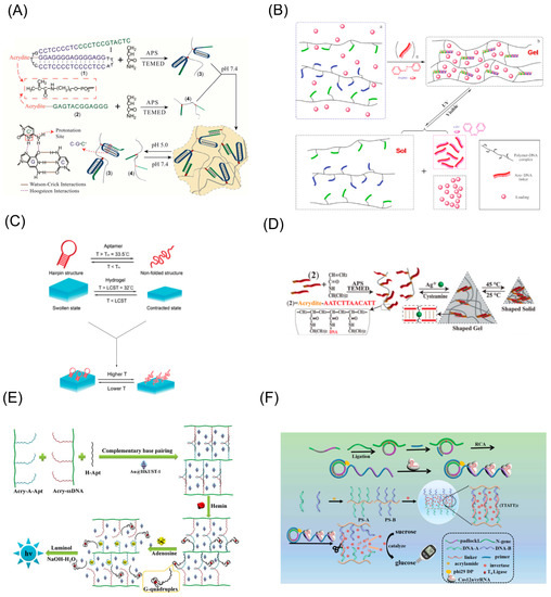 Stimulus-Responsive DNA Hydrogel Biosensors for Food Safety Detection