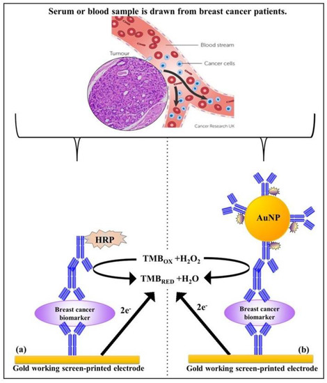 Biosensors | Free Full-Text | Development of Electrochemical ...