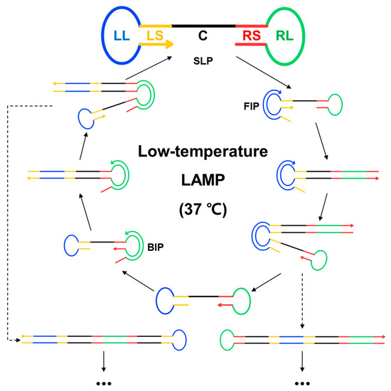 Low-Temperature Loop-Mediated Isothermal Amplification Operating at Physiological Temperature