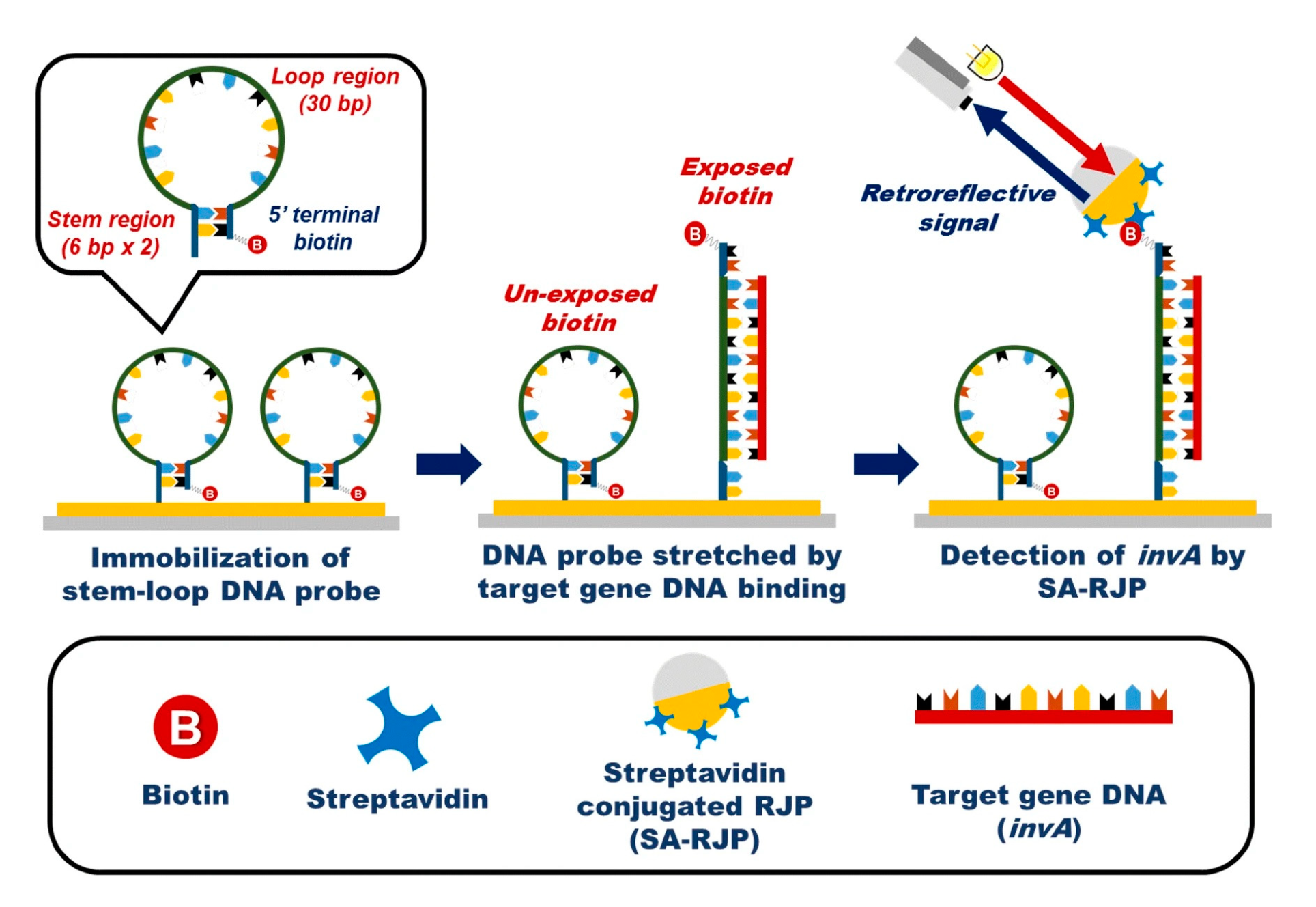 Biosensors | Free Full-Text | Optical Biosensors and Their Applications ...