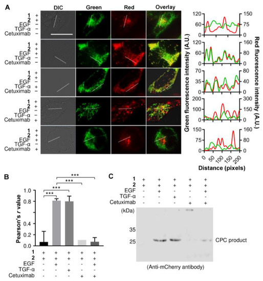 Biosensors | Free Full-Text | Cell-Based Sensors for the Detection of ...