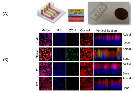 The Synergy between Deep Learning and Organs-on-Chips for High ...