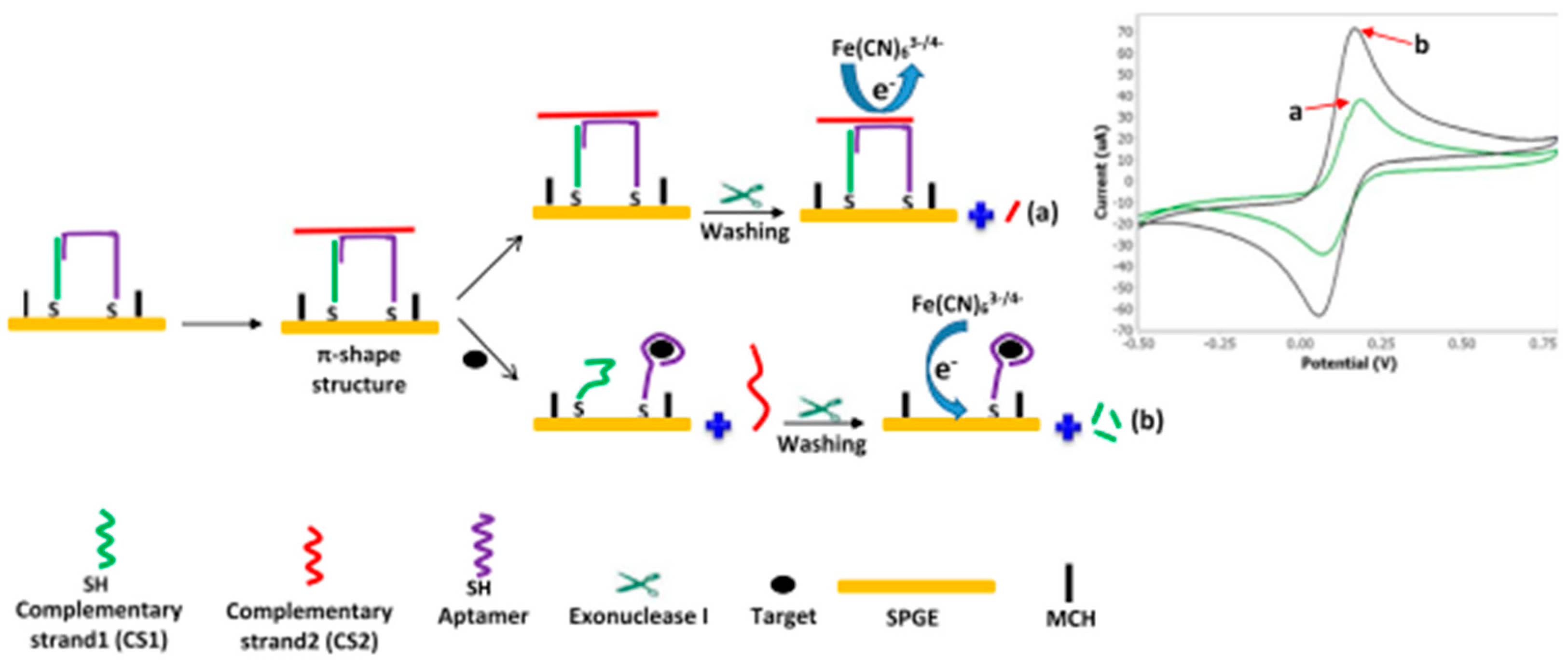 Recent Advances in Recognition Receptors for Electrochemical Biosensing ...