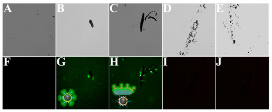 Dual-Mode Biosensor for Simultaneous and Rapid Detection of Live and ...