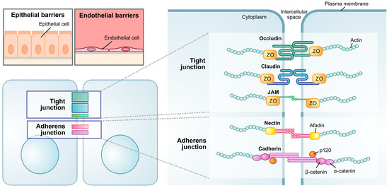 miRNAs as Predictors of Barrier Integrity
