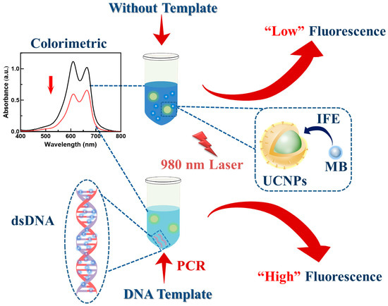 Development of a Dual Mode UCNPs-MB Biosensor in Combination with PCR ...