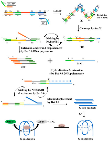Label-Free Sequence-Specific Visualization of LAMP Amplified Salmonella ...