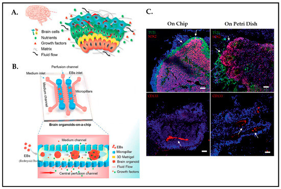Microenvironments Matter: Advances in Brain-on-Chip