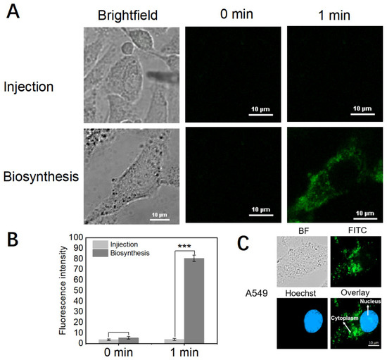 Ultrafast Cancer Cells Imaging for Liquid Biopsy via Dynamic Self ...