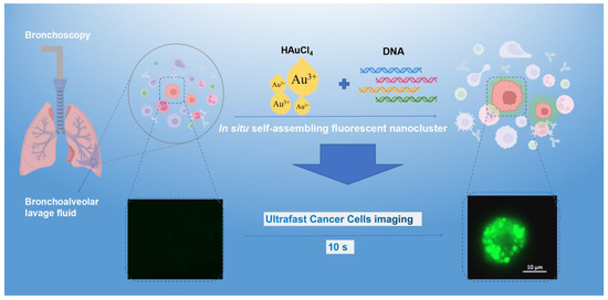Ultrafast Cancer Cells Imaging for Liquid Biopsy via Dynamic Self ...
