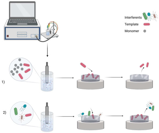 Biosensors | Free Full-Text | Molecularly Imprinted Polymer-Based Electrochemical Sensors for ...