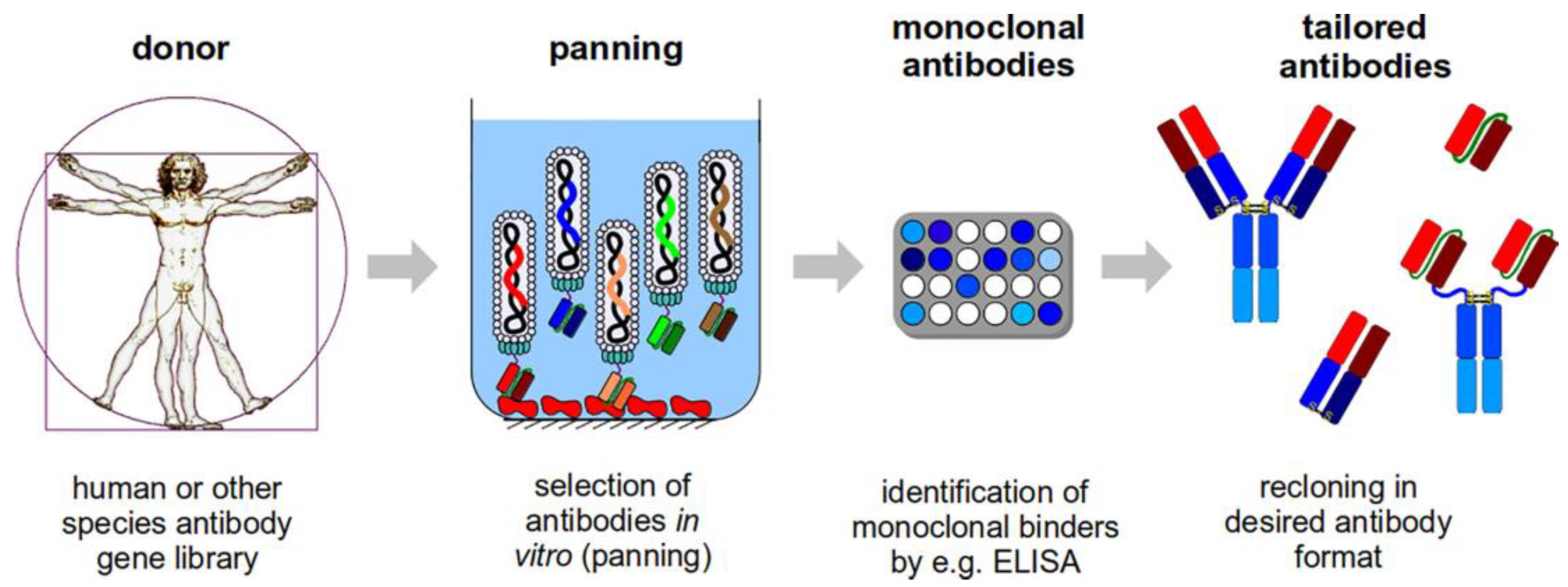 Antibody Phage Display Technology for Sensor-Based Virus Detection ...