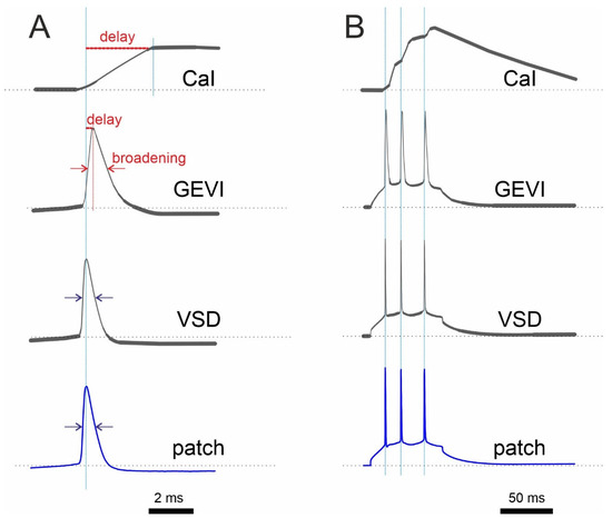 Current Practice in Using Voltage Imaging to Record Fast Neuronal ...