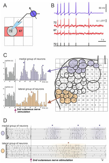 Current Practice in Using Voltage Imaging to Record Fast Neuronal ...