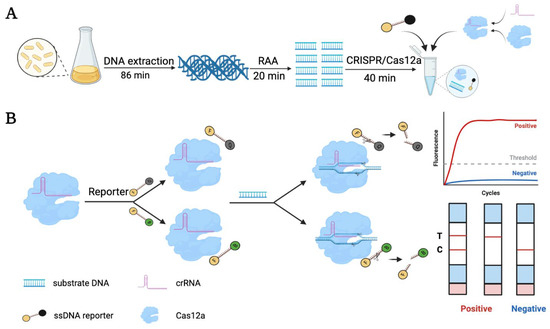 Ultrasensitive and Rapid Visual Detection of Escherichia coli O157:H7 ...