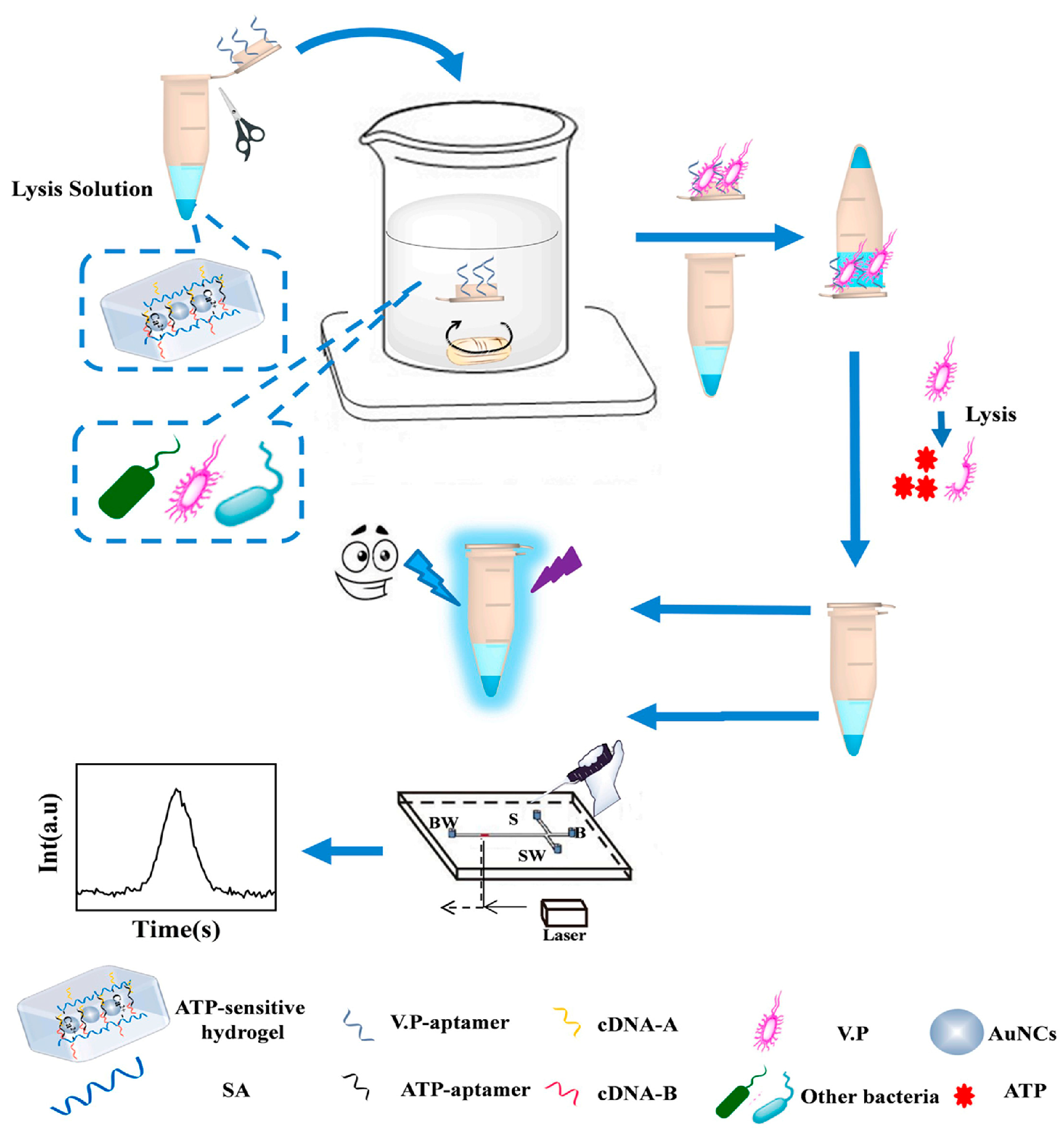 Recent Advances in the DNA-Mediated Multi-Mode Analytical Methods for ...