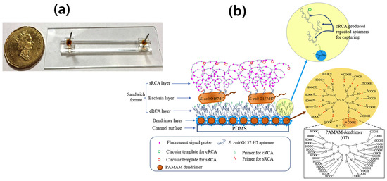 Point-of-Care Diagnostic Devices for Detection of Escherichia coli O157 ...