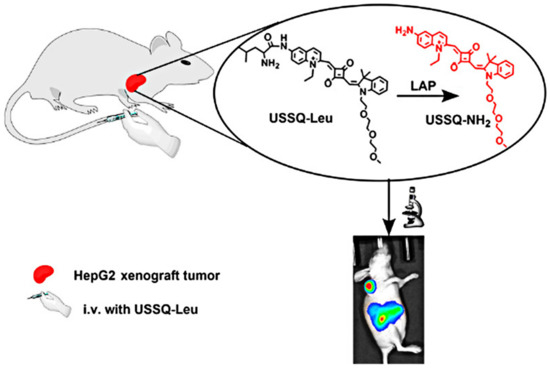 Recent Progress of Activity-Based Fluorescent Probes for Imaging ...