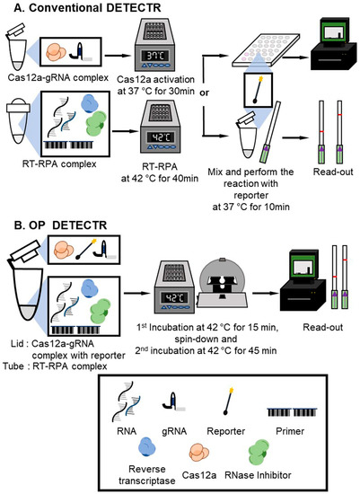 A CRISPR-Cas12a-Based Diagnostic Method for Japanese Encephalitis Virus ...