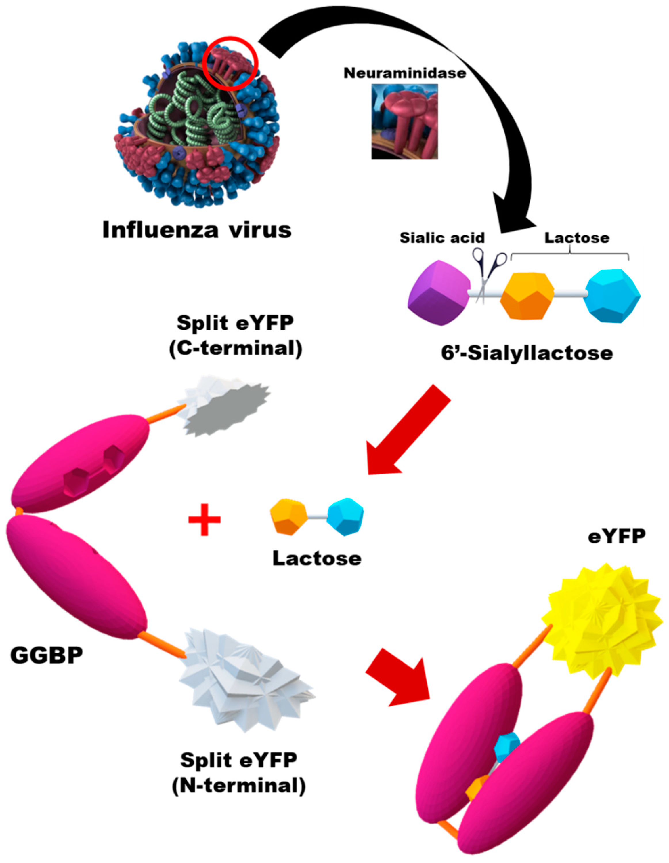 Biosensors | Free Full-Text | Highly Sensitive and Specific Detection of Influenza A Viruses ...