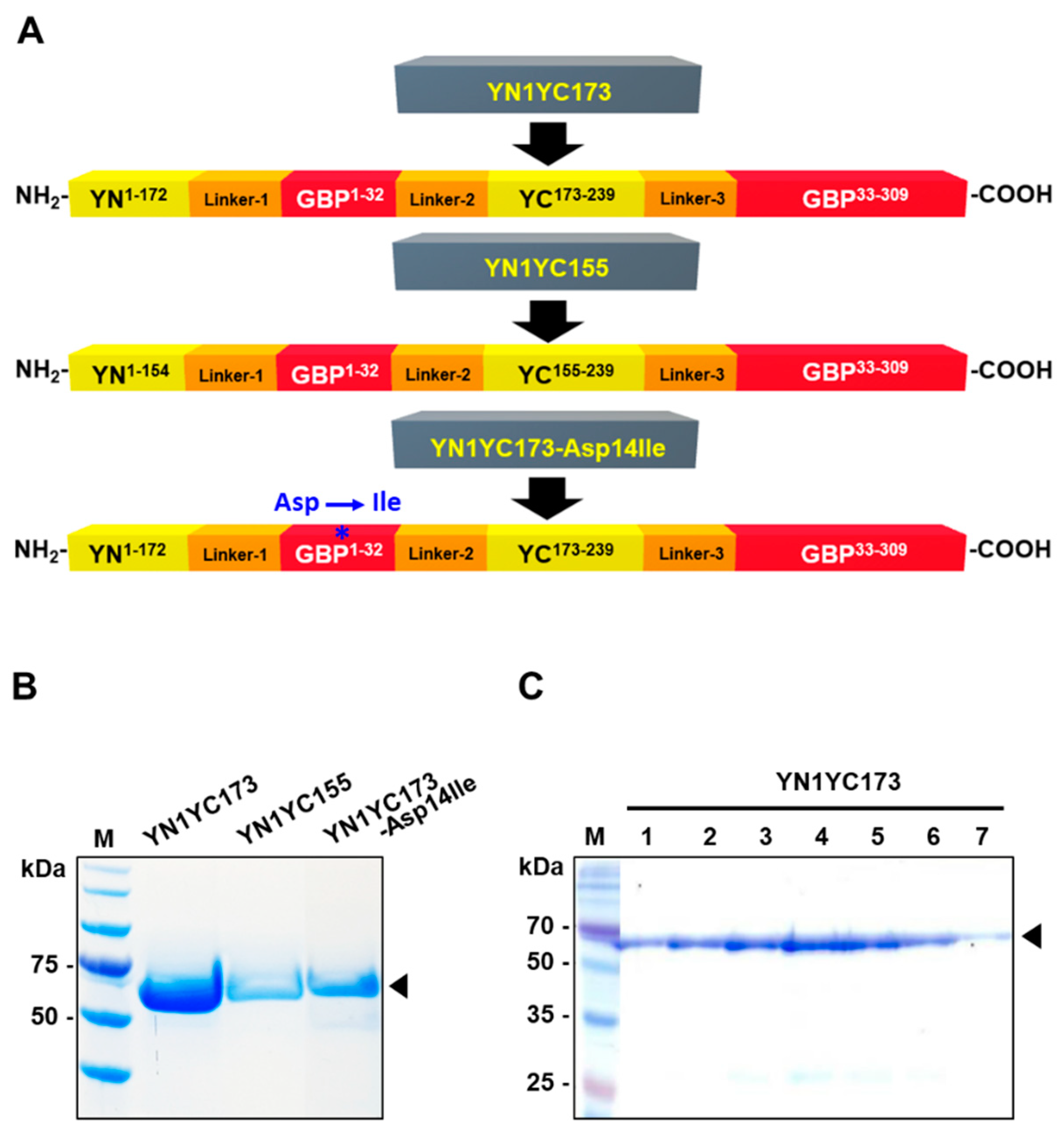 Biosensors | Free Full-Text | Highly Sensitive and Specific Detection of Influenza A Viruses ...