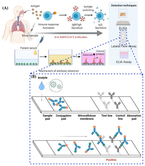 Recent Advances in Quantum Dot-Based Lateral Flow Immunoassays for the Rapid, Point-of-Care ...