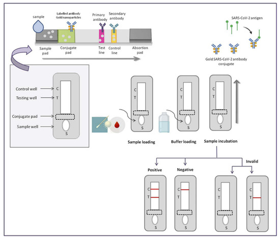 Recent Advances in Quantum Dot-Based Lateral Flow Immunoassays for the Rapid, Point-of-Care ...
