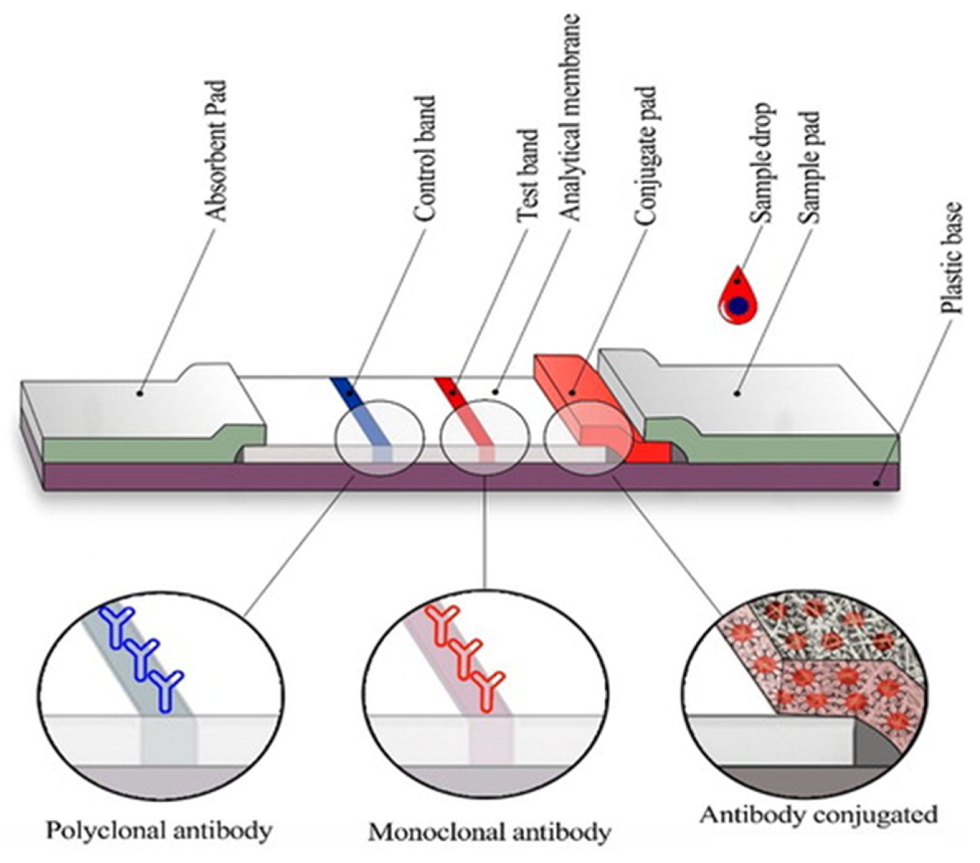 Recent Advances in Quantum Dot-Based Lateral Flow Immunoassays for the Rapid, Point-of-Care ...