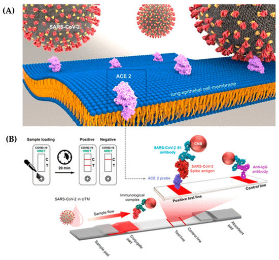 Recent Advances in Quantum Dot-Based Lateral Flow Immunoassays for the Rapid, Point-of-Care ...