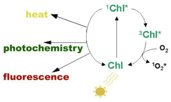Early-Stage Detection of Biotic and Abiotic Stress on Plants by ...