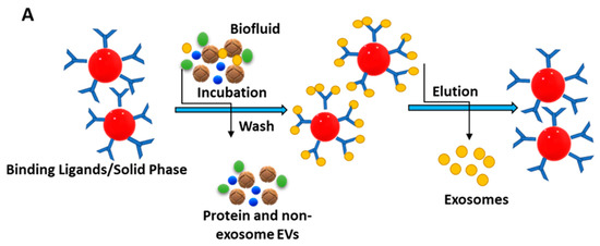 Biogenesis, Isolation, and Detection of Exosomes and Their Potential in ...