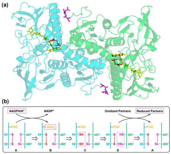 Fluorescent Probes for Mammalian Thioredoxin Reductase: Mechanistic ...