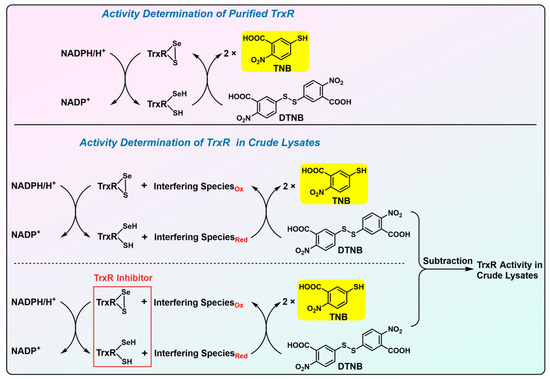 Fluorescent Probes for Mammalian Thioredoxin Reductase: Mechanistic ...