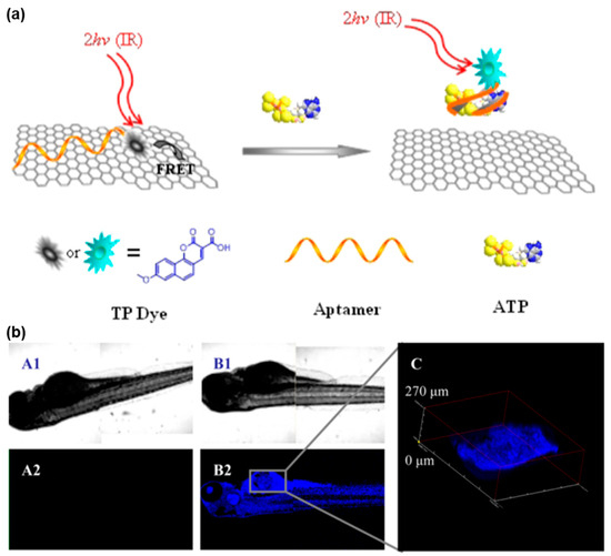 Functional Nucleic Acid Probes Based on Two-Photon for Biosensing