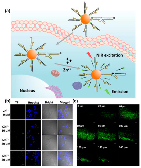 Functional Nucleic Acid Probes Based on Two-Photon for Biosensing