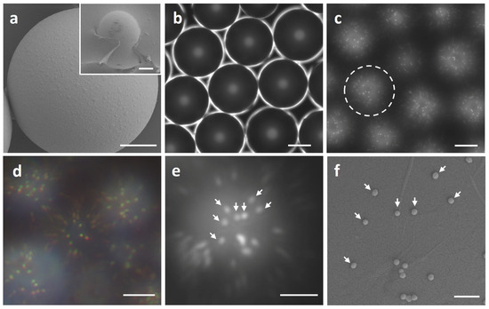 Microlens-Assisted Light-Scattering Imaging of Plasmonic Nanoparticles ...
