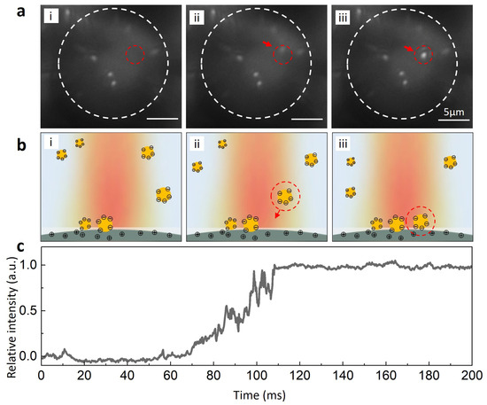 Microlens-Assisted Light-Scattering Imaging of Plasmonic Nanoparticles ...