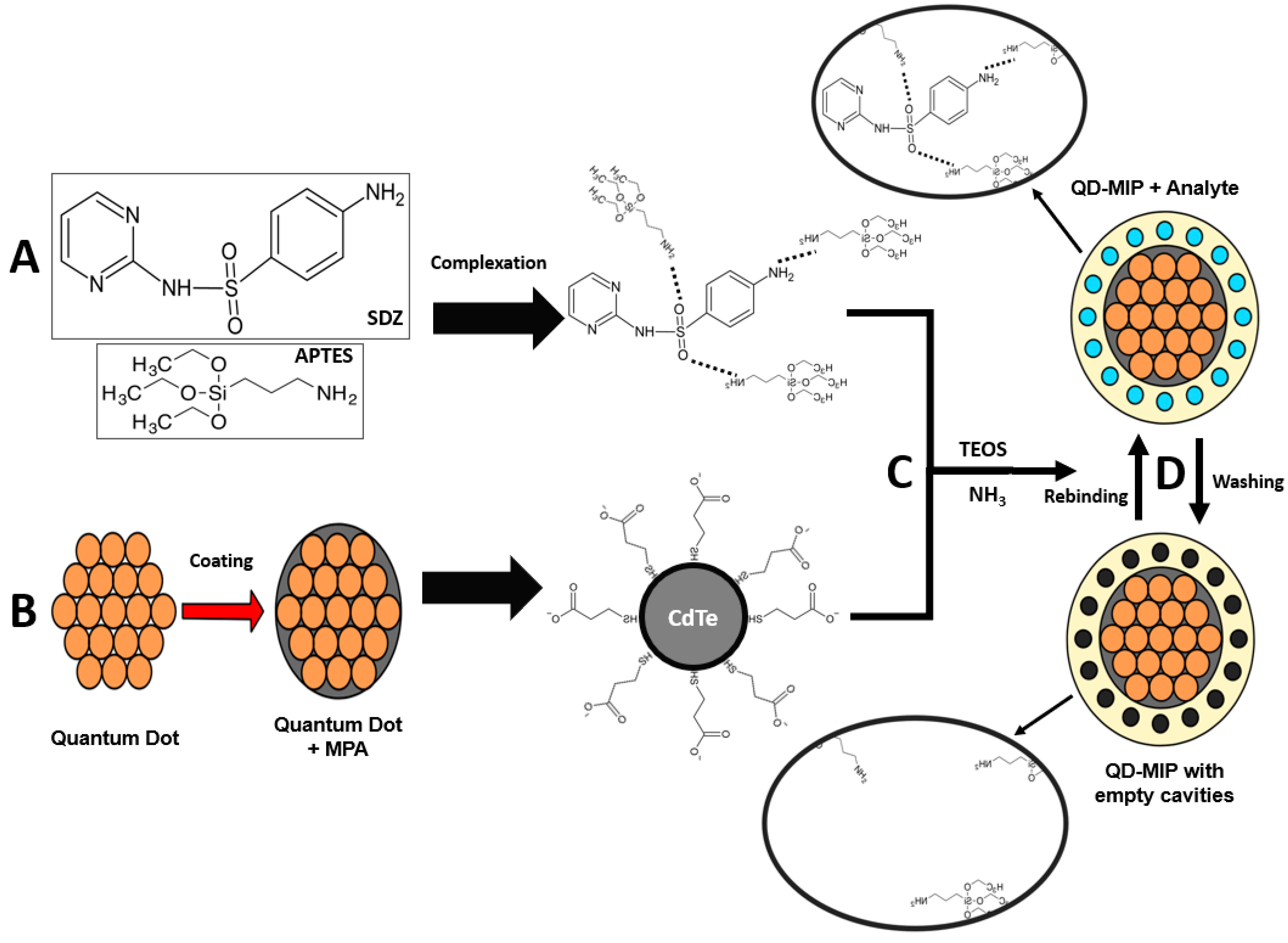 Molecularly Imprinted Polymer-Coated CdTe Quantum Dots for Fluorometric Detection of Sulfonamide ...