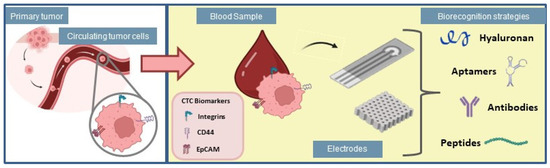 Circulating Tumor Cells Adhesion: Application in Biosensors