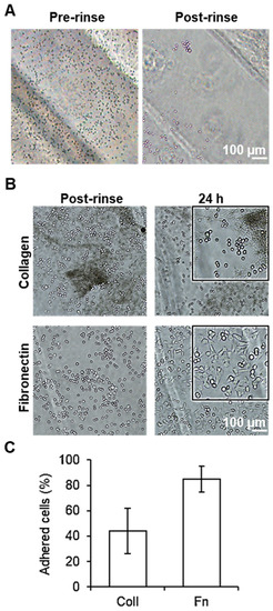 Cell Patterning Technology on Polymethyl Methacrylate through ...