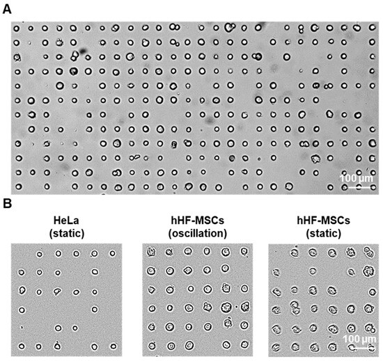 Cell Patterning Technology on Polymethyl Methacrylate through ...