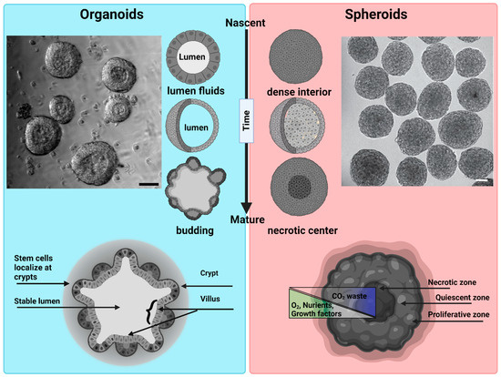 Using Biosensors to Study Organoids, Spheroids and Organs-on-a-Chip: A ...