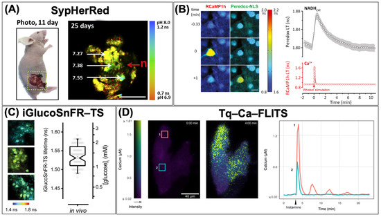 Quantitative Imaging of Genetically Encoded Fluorescence Lifetime ...